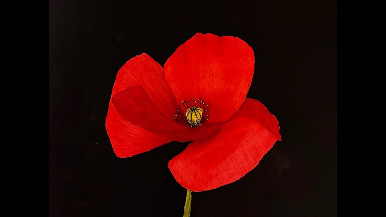 In honor of Remembrance Day, a watercolor poppy tutorial - YouTube