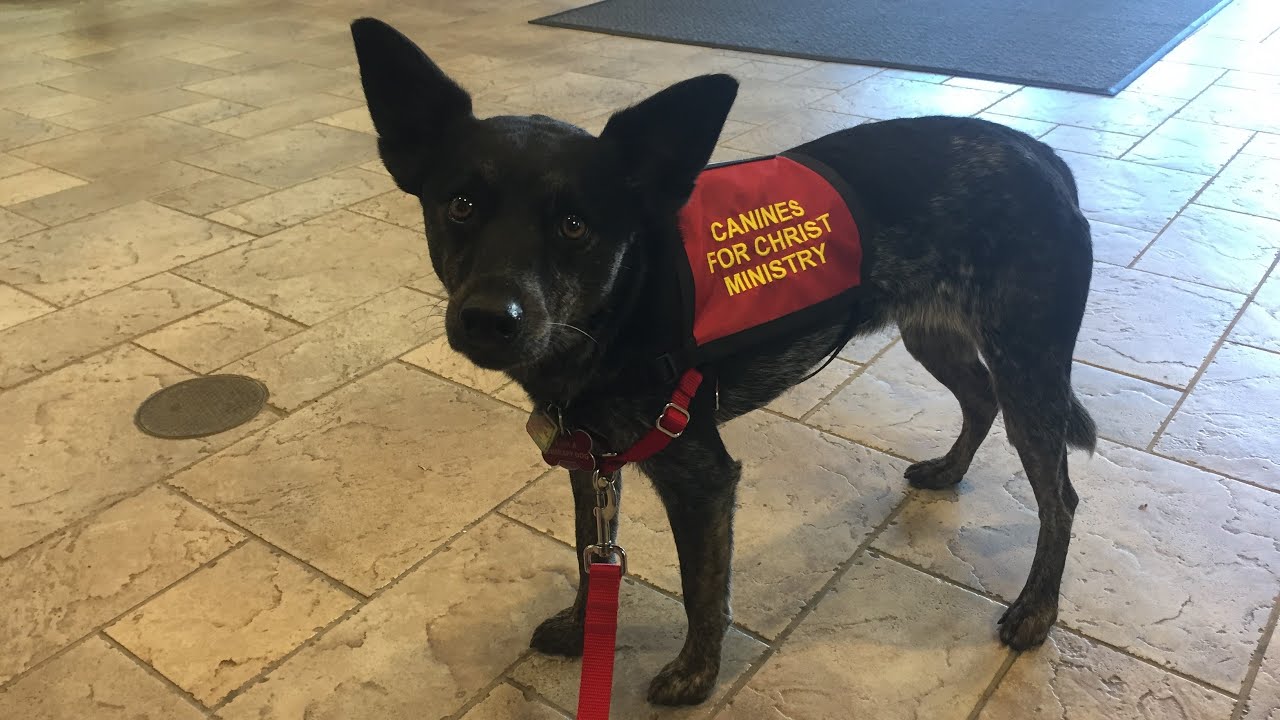 Canines for Christ, Therapy Dog Ministry - YouTube