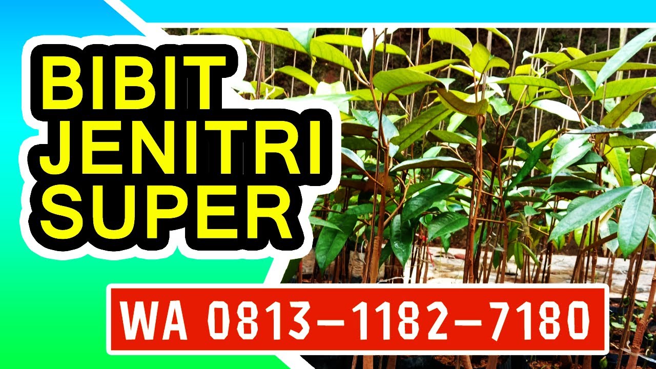 Harga Tanaman Jenitri Super Okulasi Berkualitas Tinggi & Terkini - YouTube