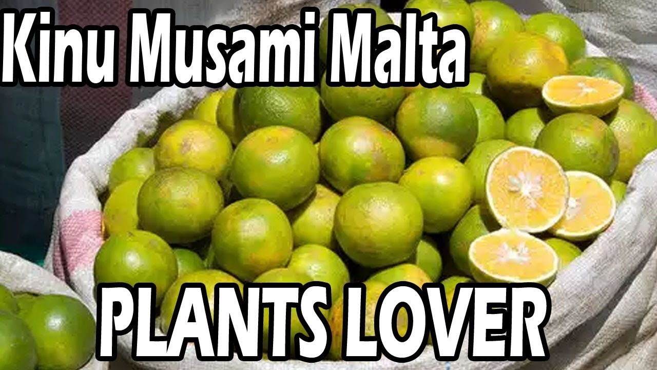 Kinu Musami Ka Tree In My Garden ! How i protect this || Lodhran Plant ...