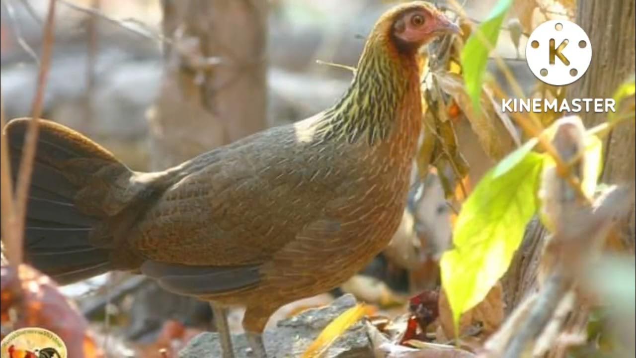 suab poj qaib tsauj zoo :/25/9/2022 - YouTube