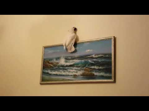 ŞahGaGa Cockatoo - Çokta güvenme kanatlarına, düşersin 🌊🌪🙈