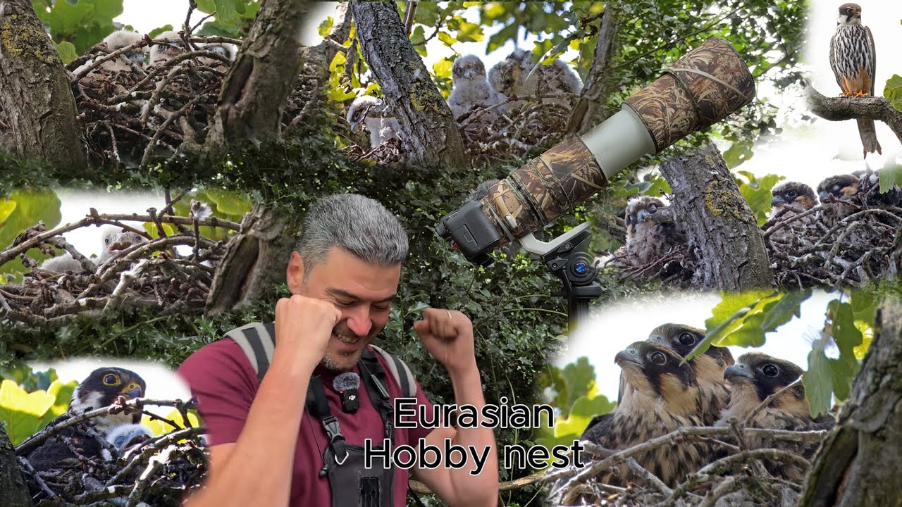 Eurasian Hobby Nest. Chicks Filmed Until Fledged. Canon R7 & RF 200 ...
