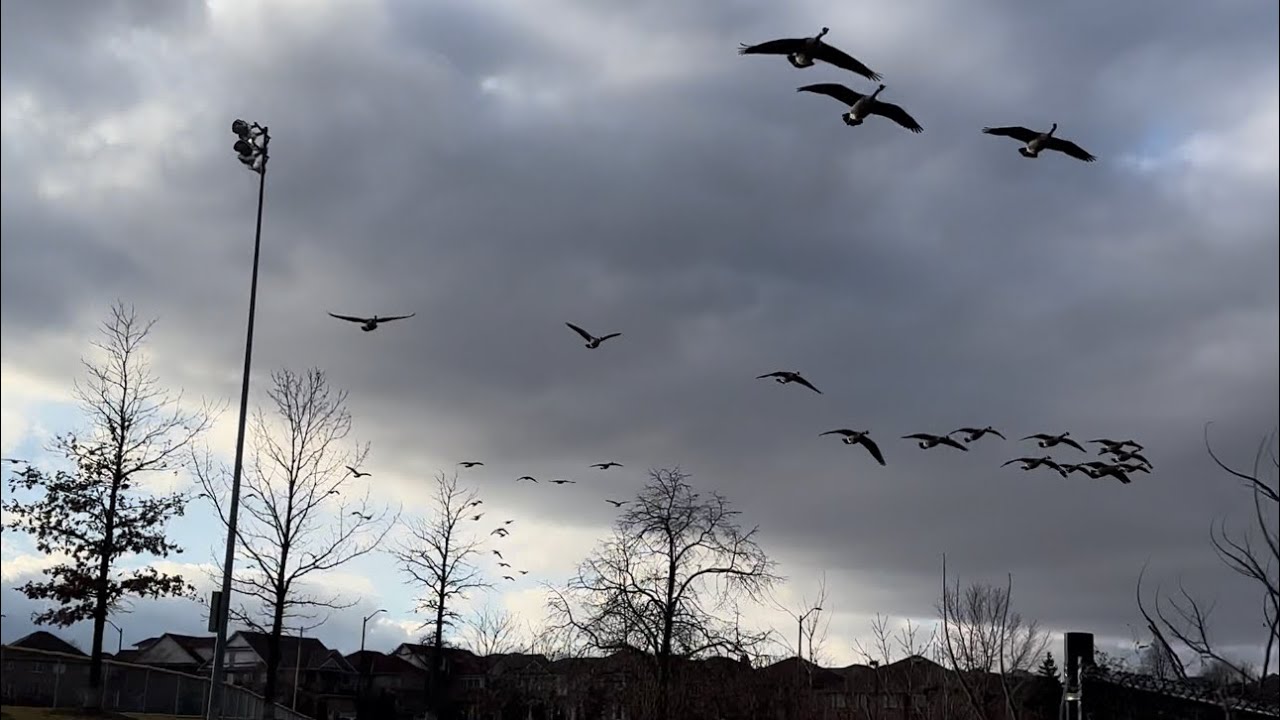Canada Geese Landing In Water with Honking Loud Sounds | White Birds ...