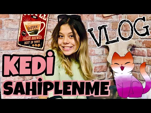 KEDİ SAHİPLENME VLOG. Yeni Kedim || British Long Hair Blue Point. Tuana Zeybek