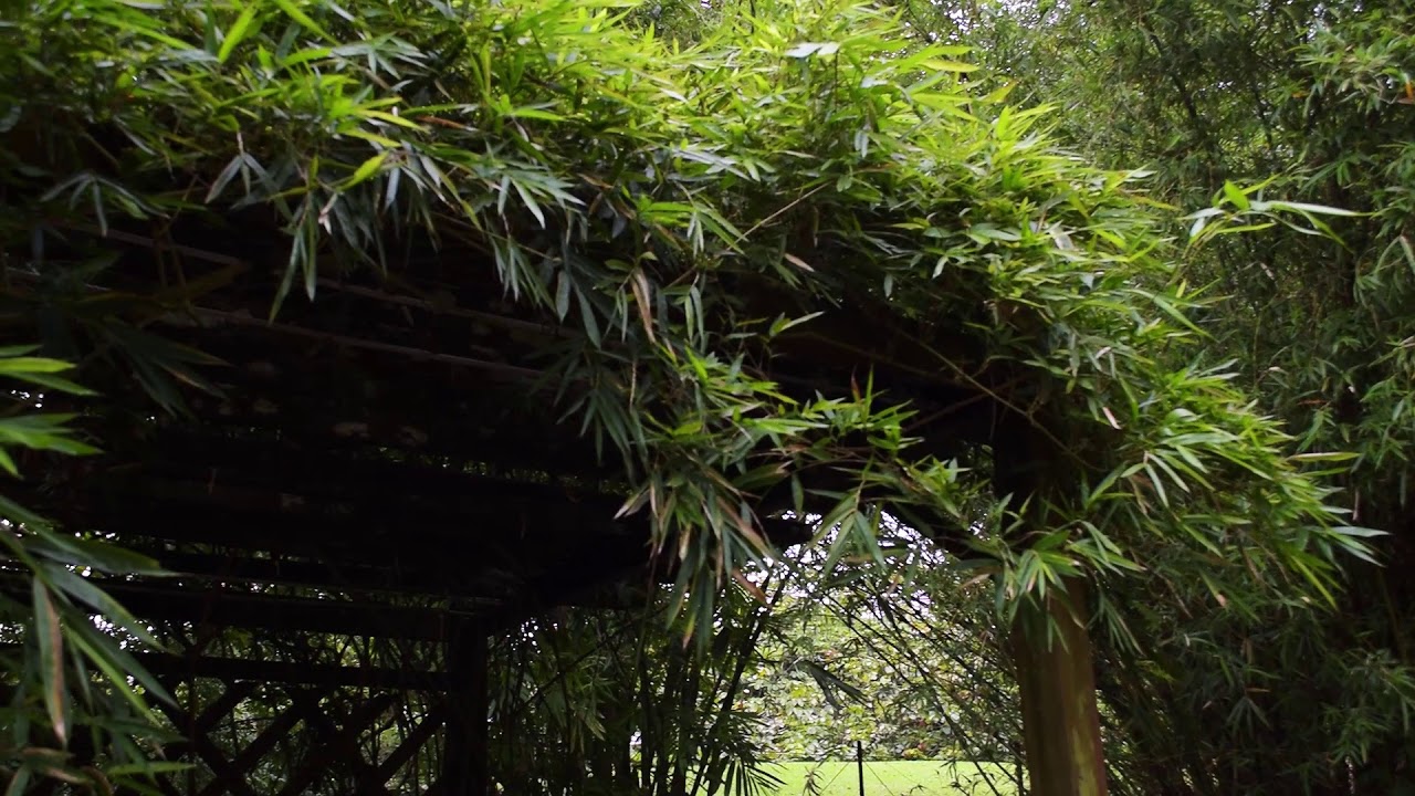 Bamboo Collection - Singapore Botanic Gardens - YouTube