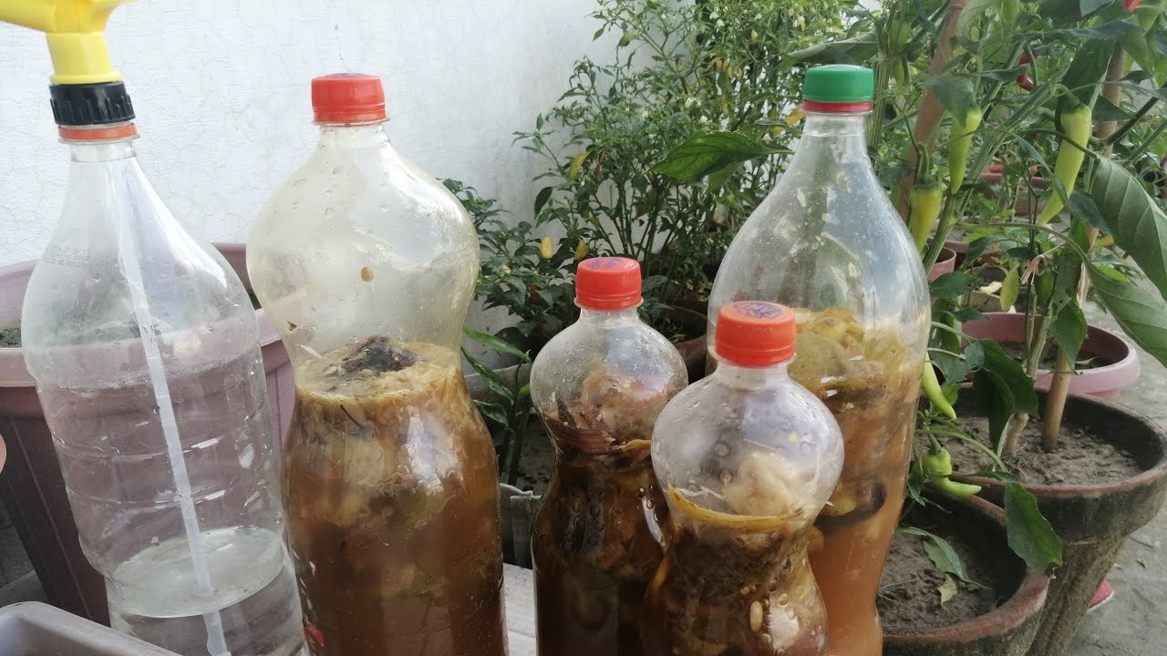 Garbage Enzyme Gas releasing Process. Bio Enzyme for Garden. Eco ...