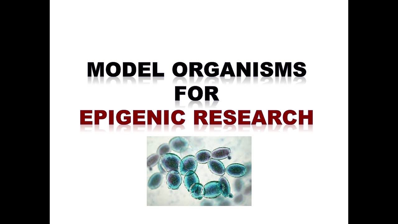 MODEL ORGANISMS FOR EPIGENIC RESEARCH - YouTube