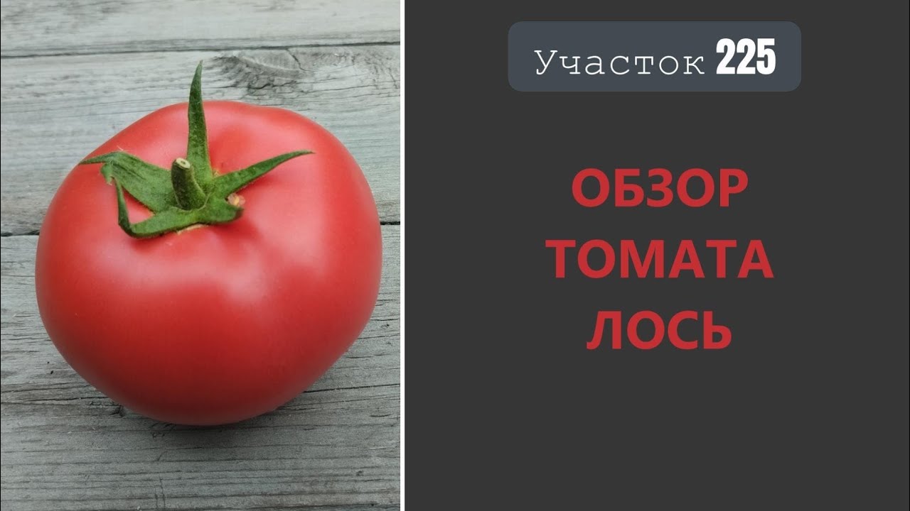 Томат Лось. Томат - помидорный автомат! - YouTube