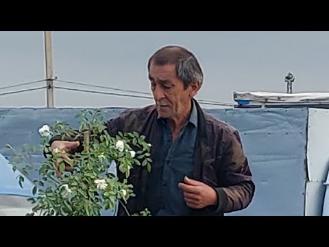 24 may 2026 gəncə gül bazarı 