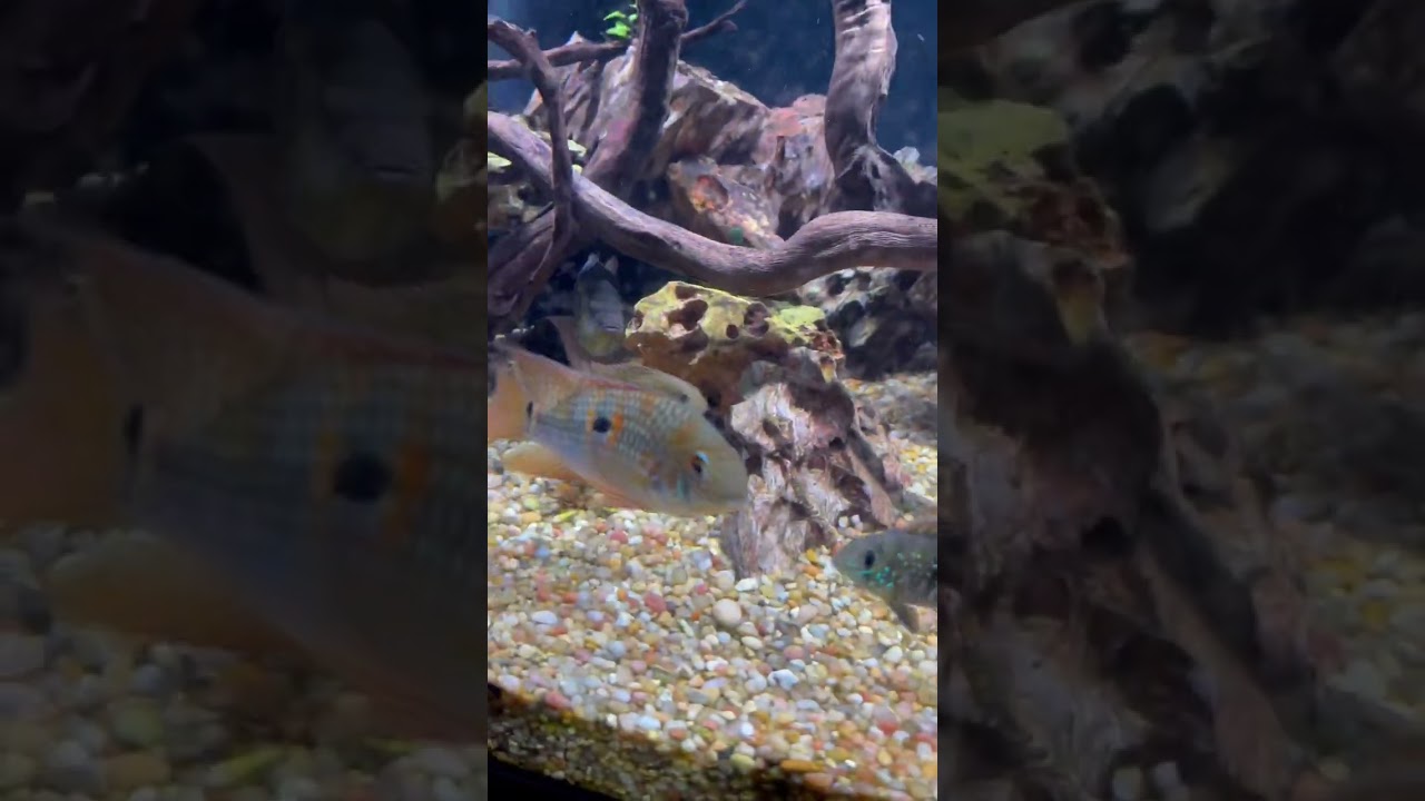 Yellow Acara (Aequidens metae) - YouTube