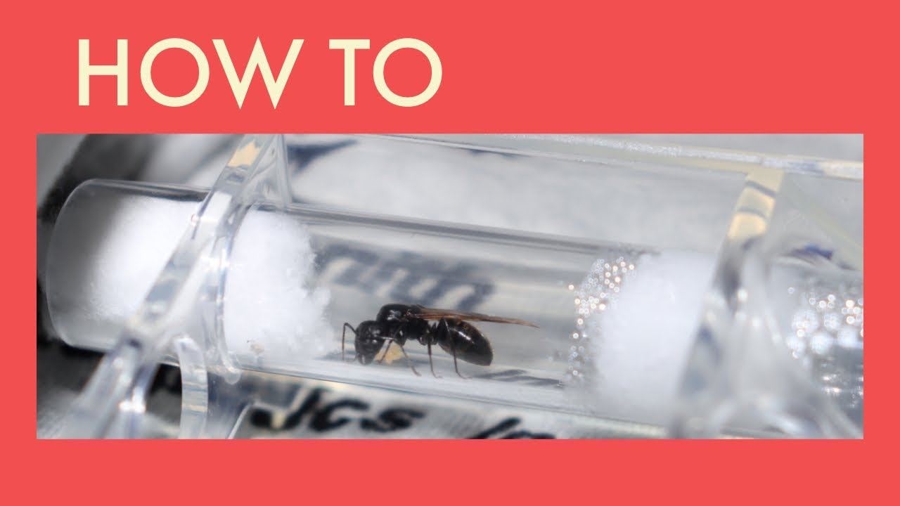 Queen Ant Test Tube Set up Tutorial - YouTube