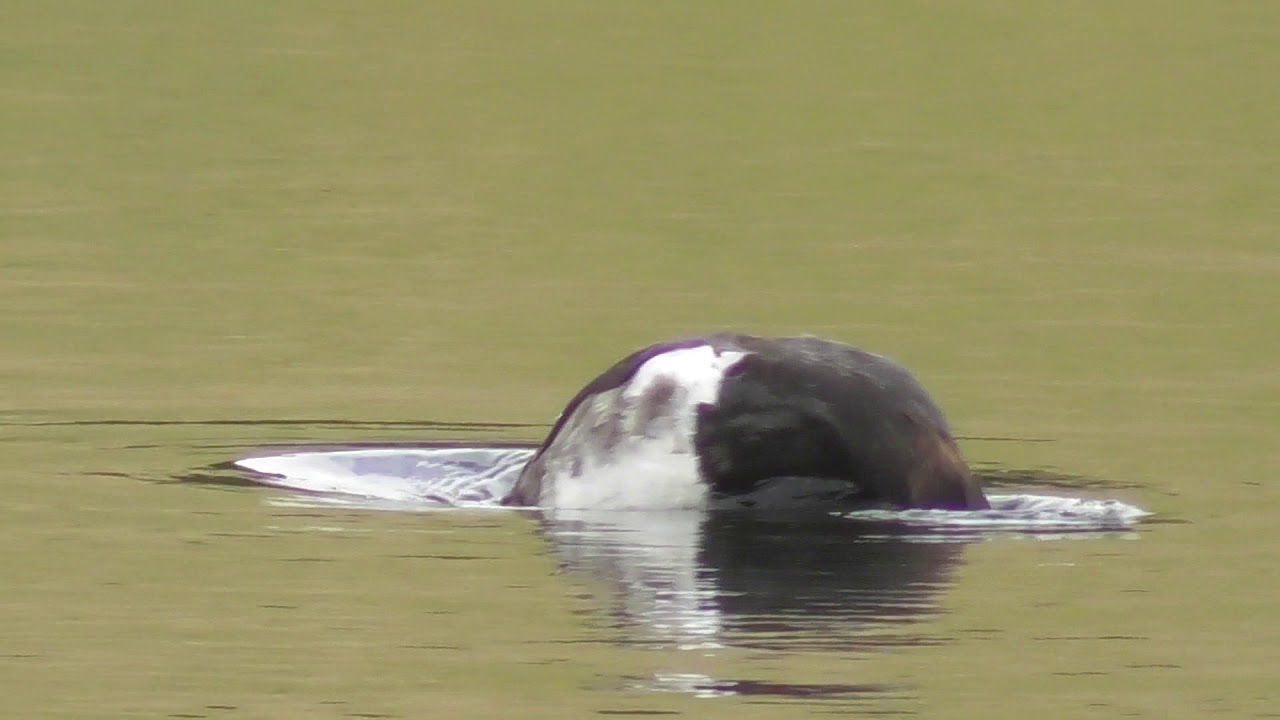 Tufted Duck Diving British Birds UK - YouTube