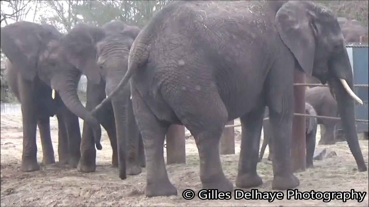 Olifant Kalfjes Tendai, Tendai & Ajabu : Safaripark De Beekse Bergen 2024 - YouTube