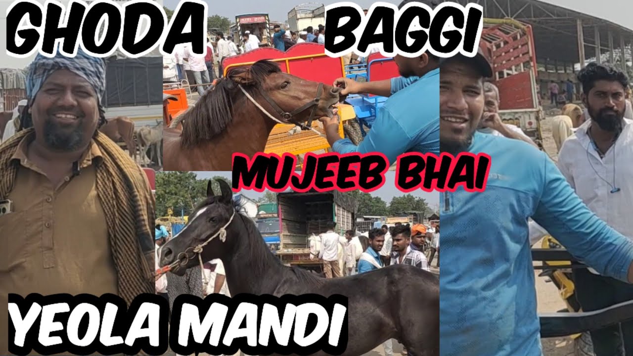 Yeola Mandi me laye Mujeeb Bhai Bhaggi Wale Shandaar Ghoda Gadiya ke ...