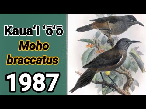 Vídeo raro Kauaʻi ʻōʻō (Moho braccatus) Ave extinta - YouTube