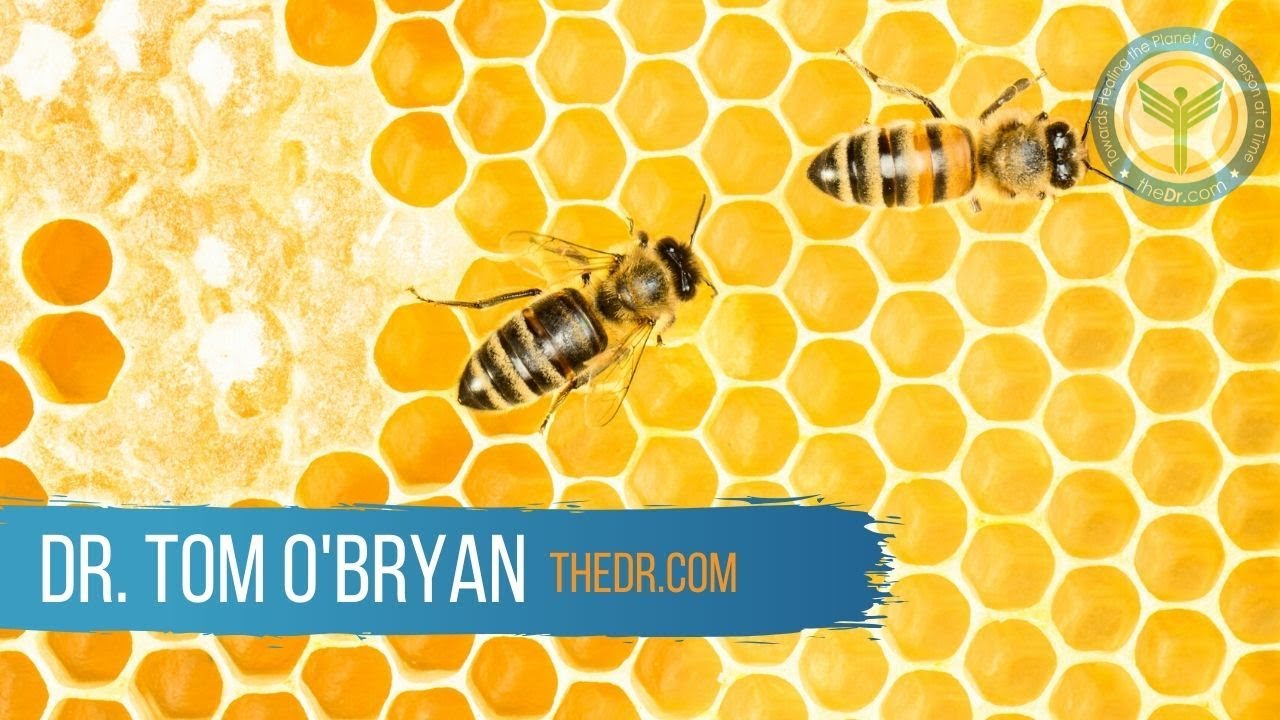 Brain Boosting With Bees - YouTube