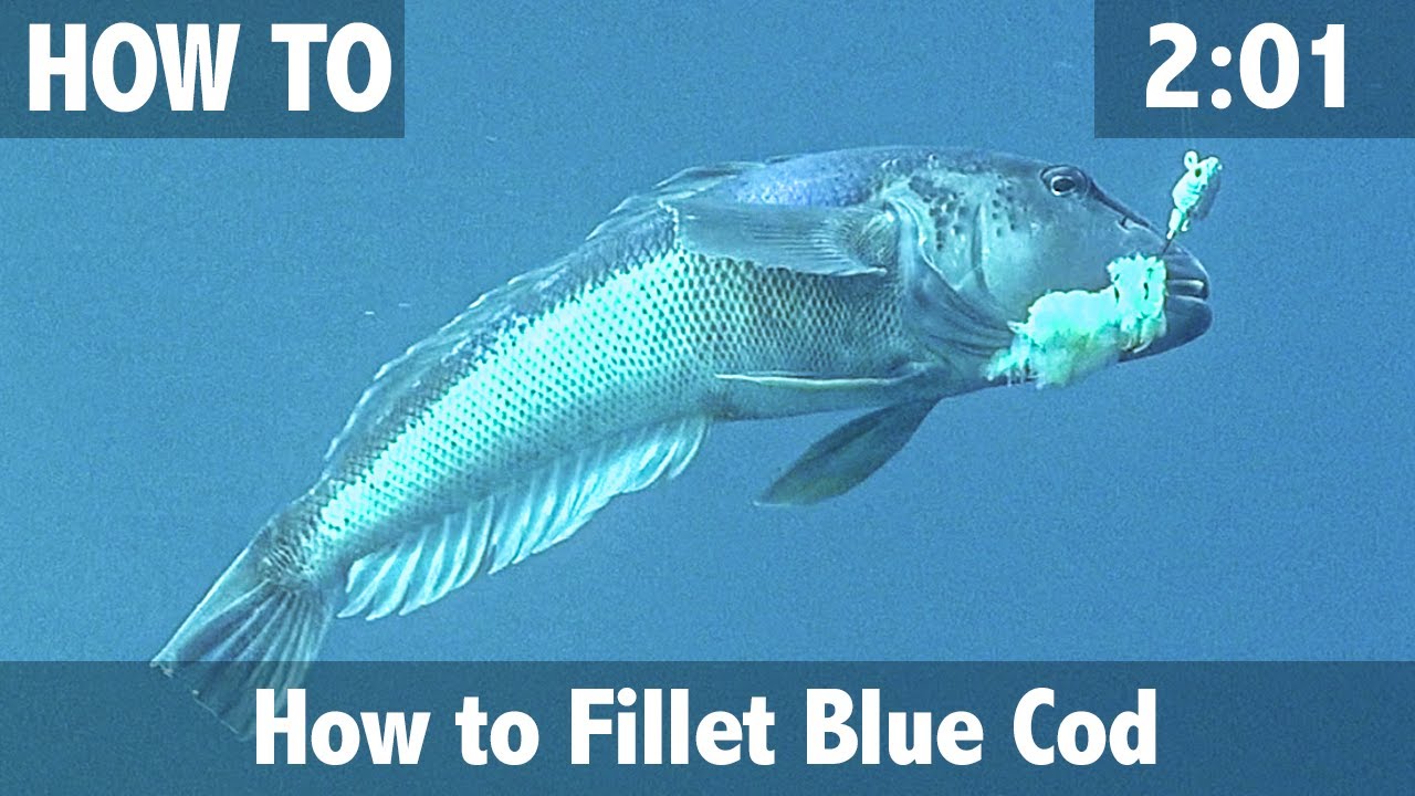 How to Fillet Cod: The fast easy way - YouTube