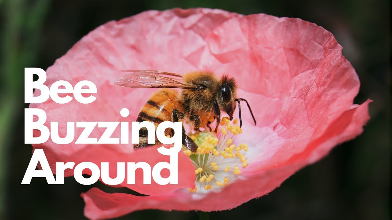 Bee Buzzing Sound Effect | 10 Hours - YouTube