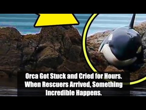 Orca Got Stuck and Cried for Hours. When Rescuers Arrived, Something ...