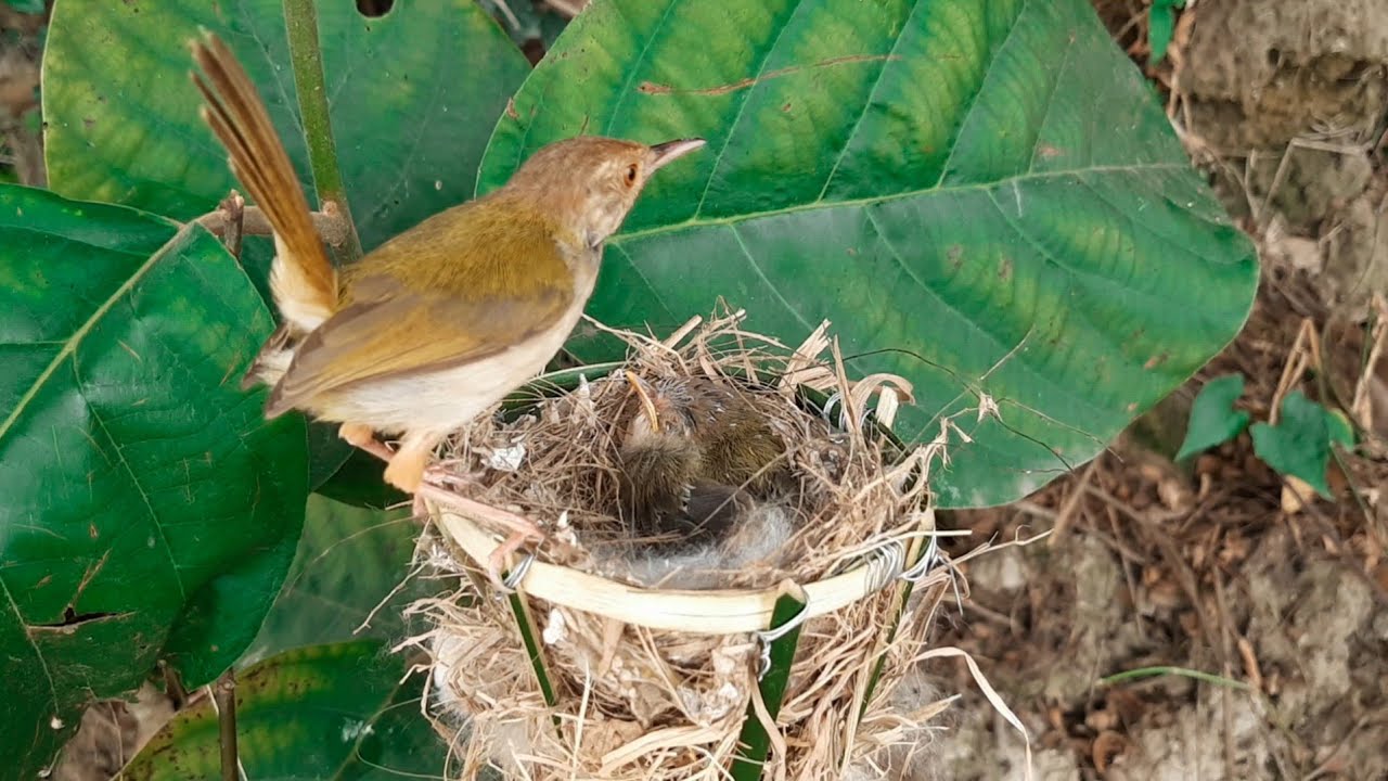 টুনটুনি পাখির বাচ্চার খাবারের জন্য মা পাখির অবিরাম ভালোবাসা | Tuntuni # ...