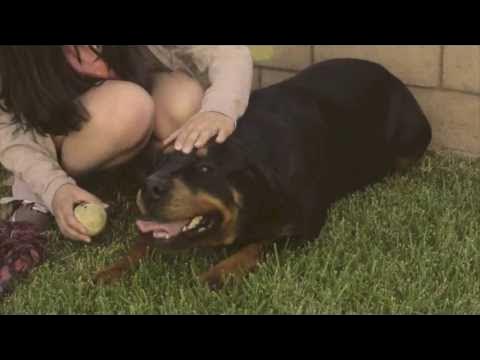 My Favorite Poem Project - YouTube