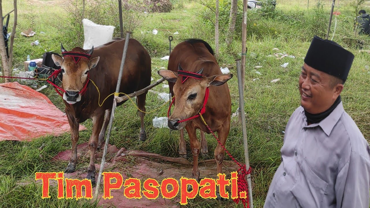 Terlalu Di Forsir Perut Kembung, Sang Juara Tim PasoPati Di Karapan ...