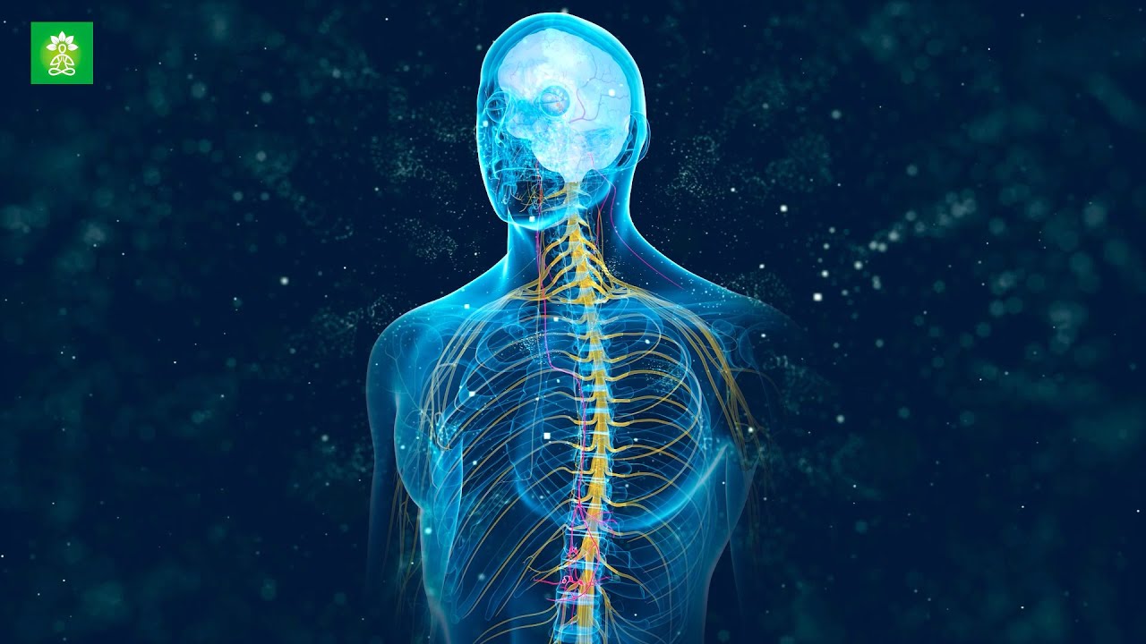 Calm Down The Vagus Nerve | Release Trauma Stored In The Body | Cell ...