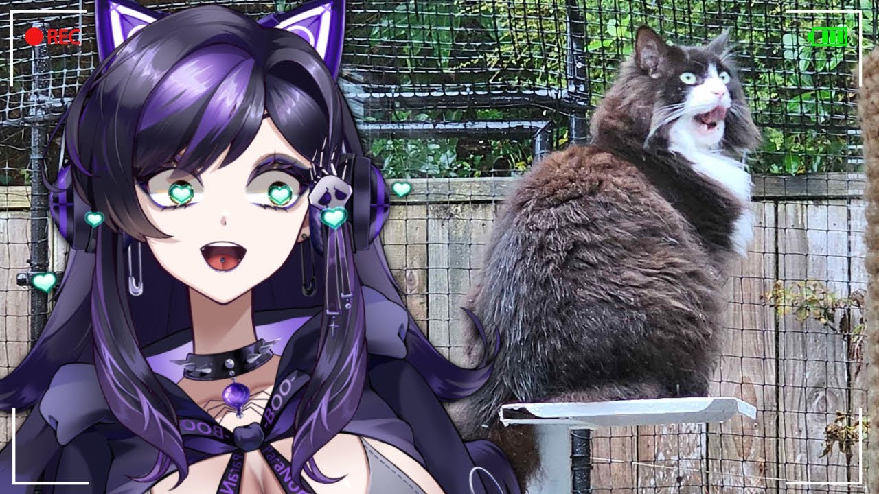 CAT CHAT!! (this is a just chatting stream because my hands are broken ...