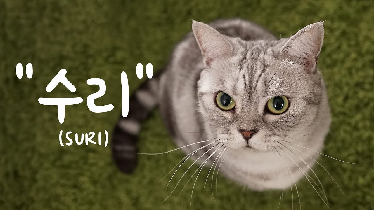 고양이 수리의 자기소개 SURI's Self-introduction [SURI&NOEL CAT's STORY] - YouTube