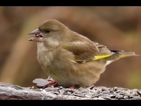 1224. Zvonek zelený, European Greenfinch, Grünfink, Groenling, Обыкновенная зеленушка, Dzwoniec
