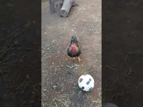 Horoz top tokatlarken izlenmeye değer :) koşturması oynaması tokatlaması hepsi var.