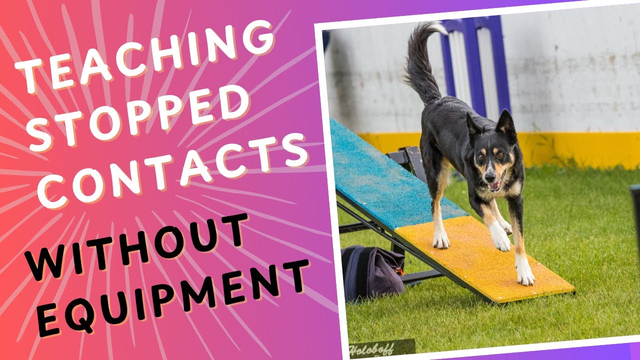 Complete guide to train stopped contacts (2on2off) without agility ...