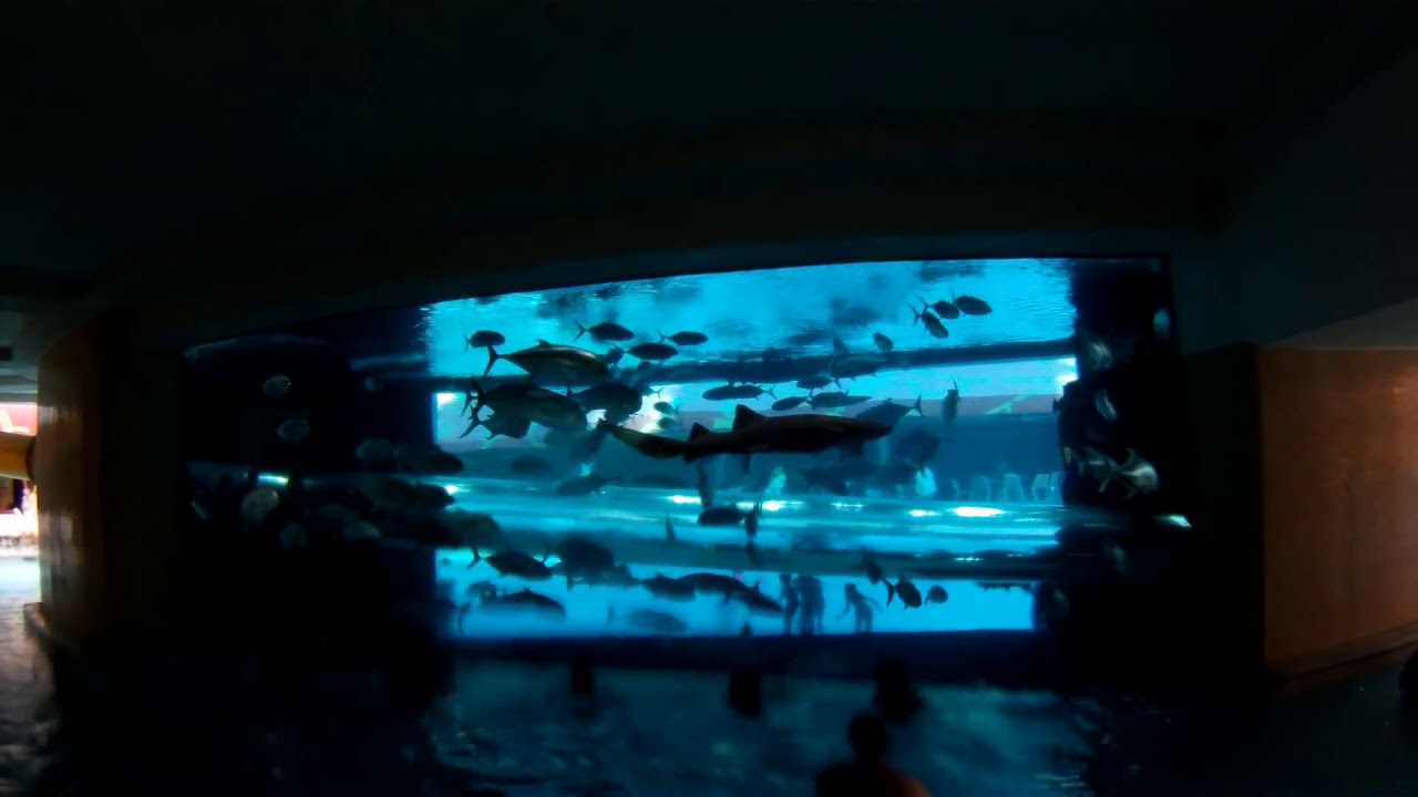 Golden Nugget Shark Tank Water Slide