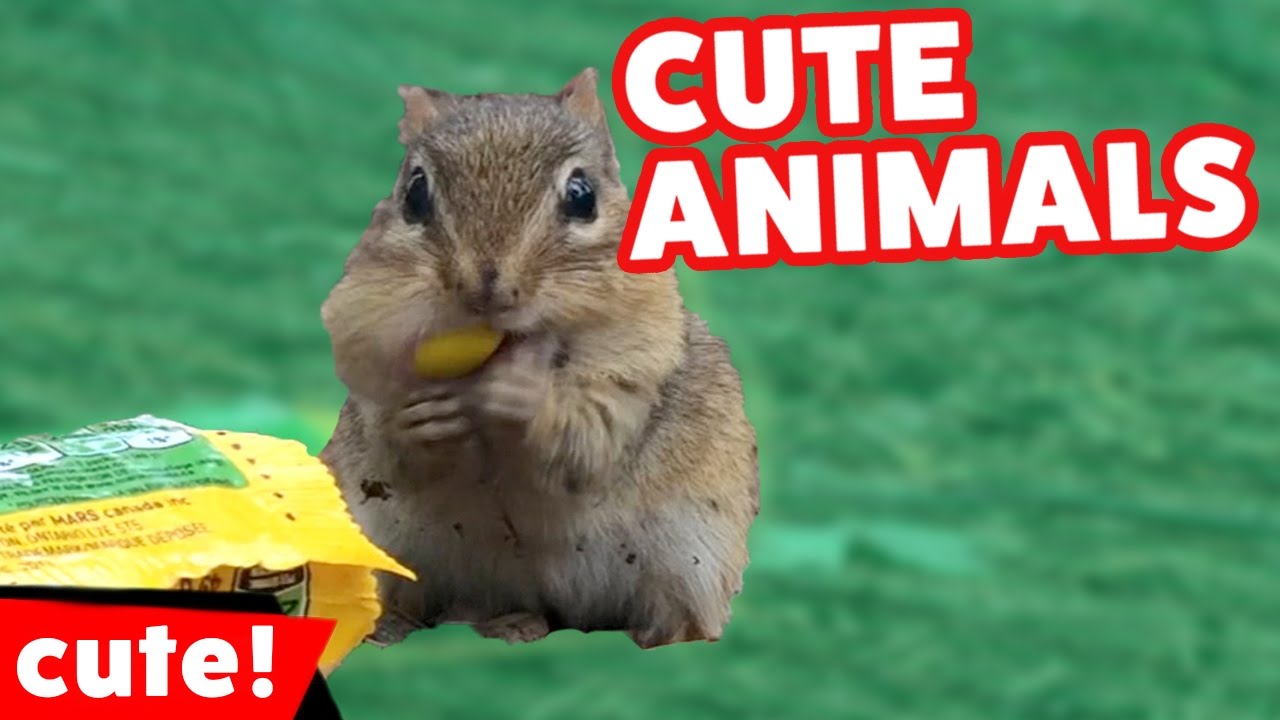 Funniest Pet & Animal Bloopers, Clips & Outtakes Compilation January ...