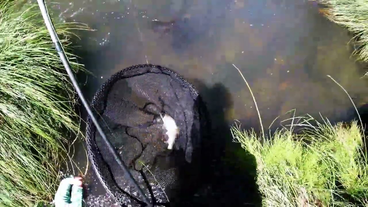 Hamilton Branch Fishing Pt 2 YouTube hamilton-branch-fishing-pt-2-youtube