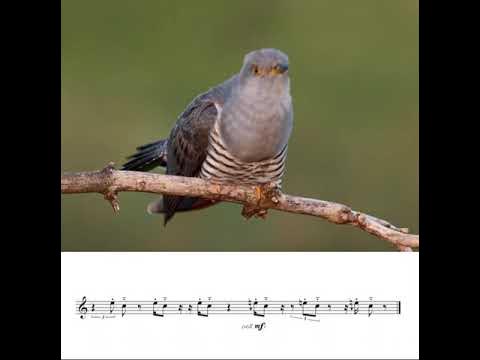 Common Cuckoo: Call in Sheet Music - YouTube