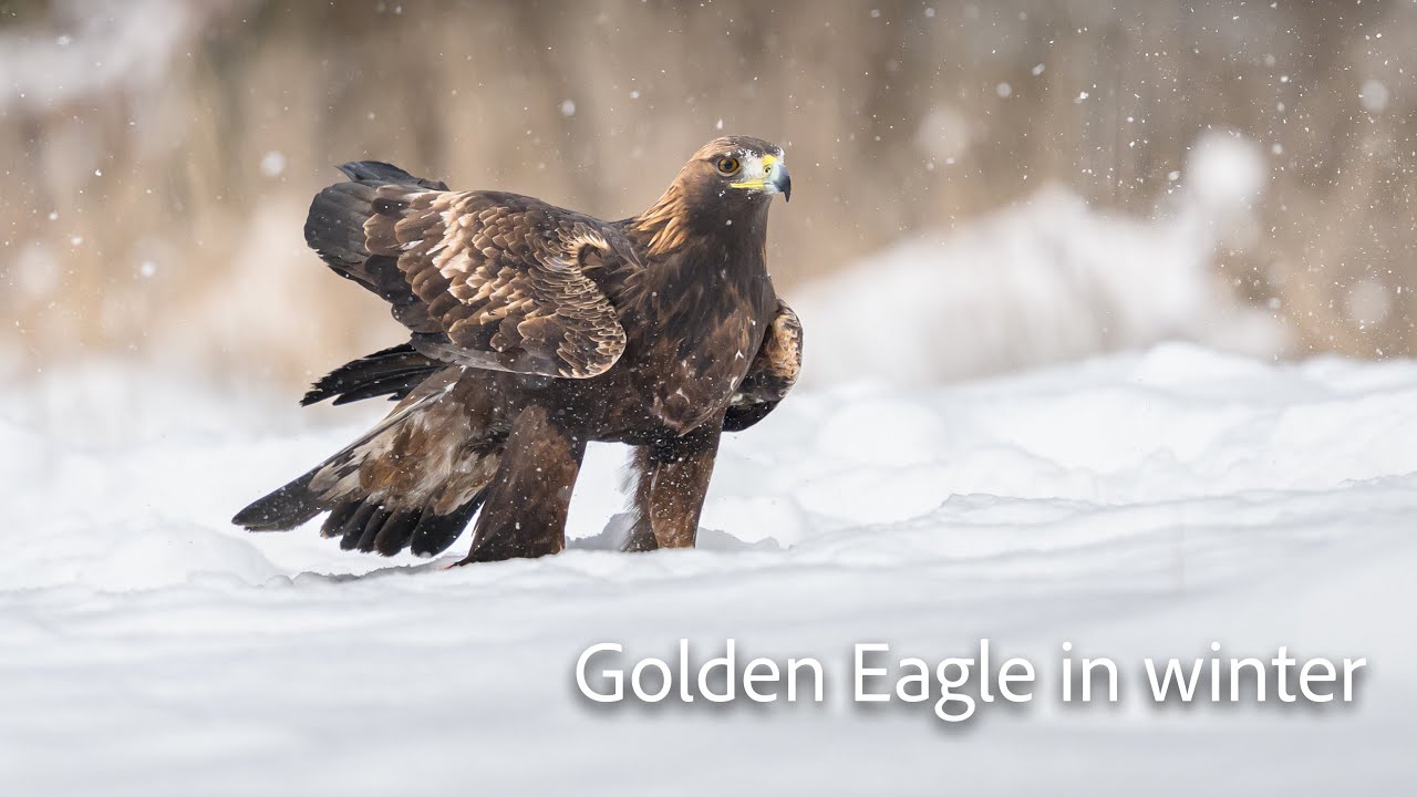 Golden Eagle in winter - YouTube