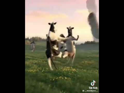 TikTok moments: cows dancing - YouTube