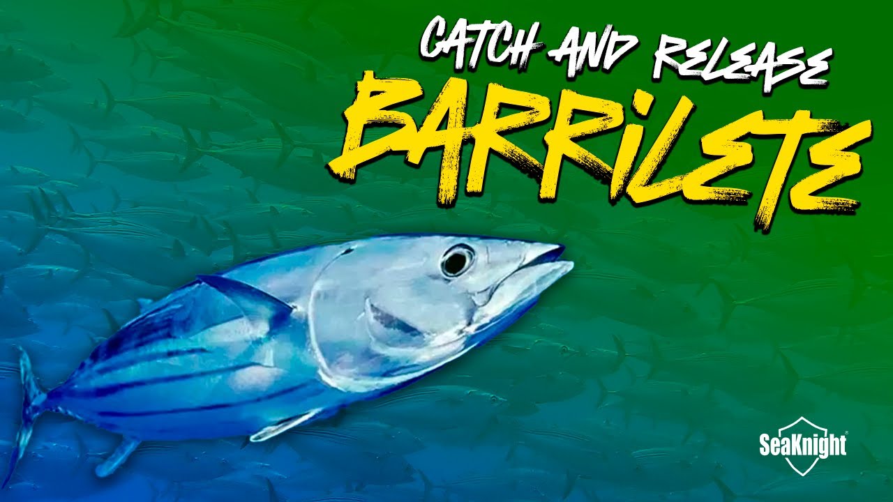 Pesca de Barrilete con Señuelos en JetSki | Captura y Libera | México ...