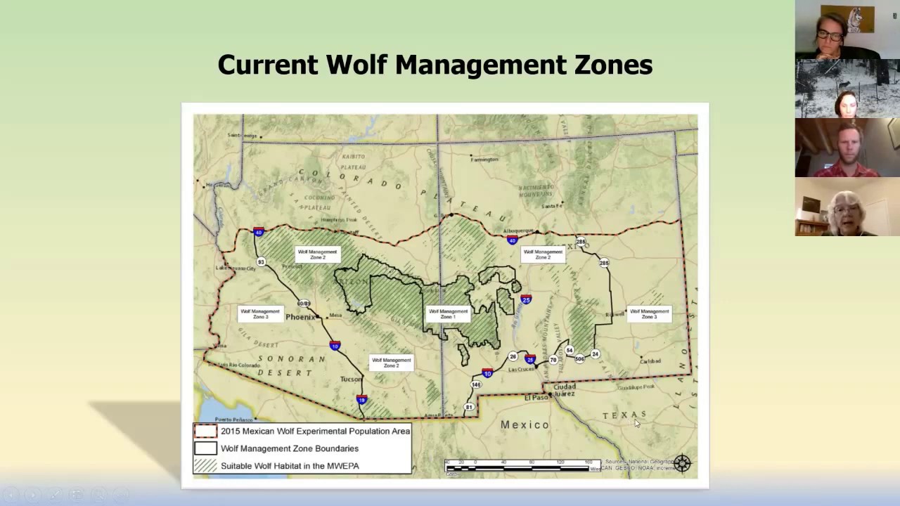 Mexican Wolf Experimental Population Area - Roz Switzer, Great Old ...