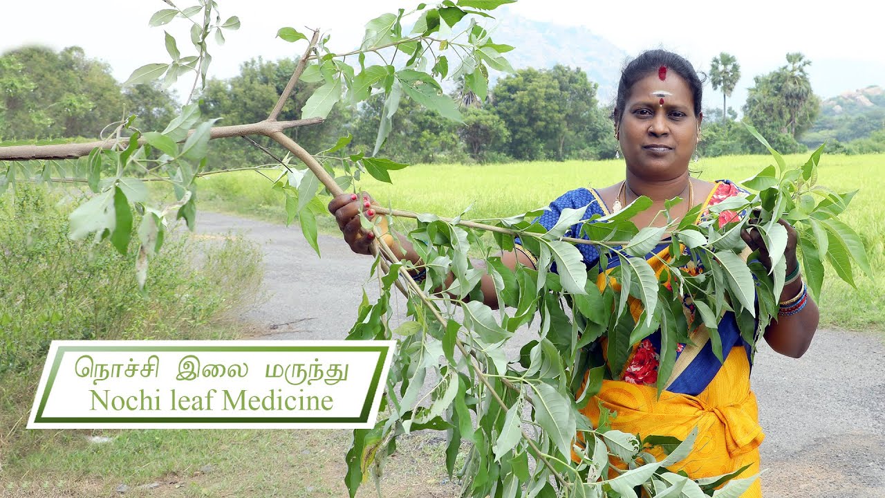 நொச்சி இலை மருந்து/Nochi leaf Medicine - YouTube