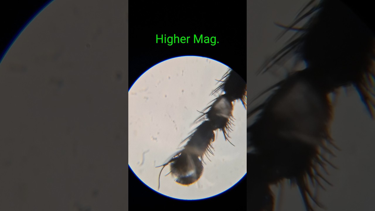 A Fly under The Microscope! #education #microscope #science - YouTube