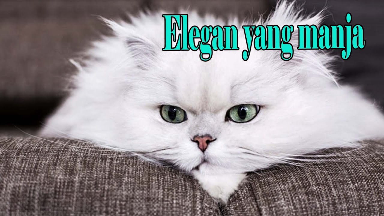 Kucing Elegan dan penuh ketenangan #kucing #pets #kucingpersia - YouTube