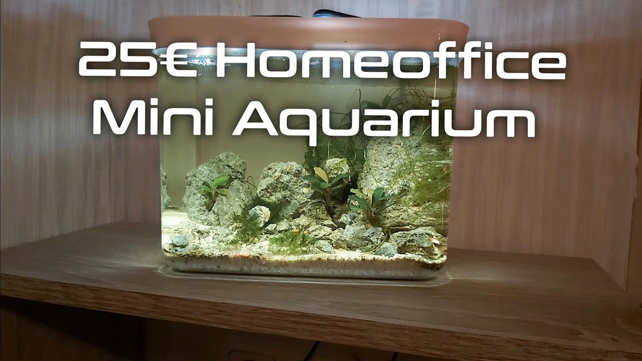 25€ DIY Mini Aquarium mit 3,5 Liter - YouTube