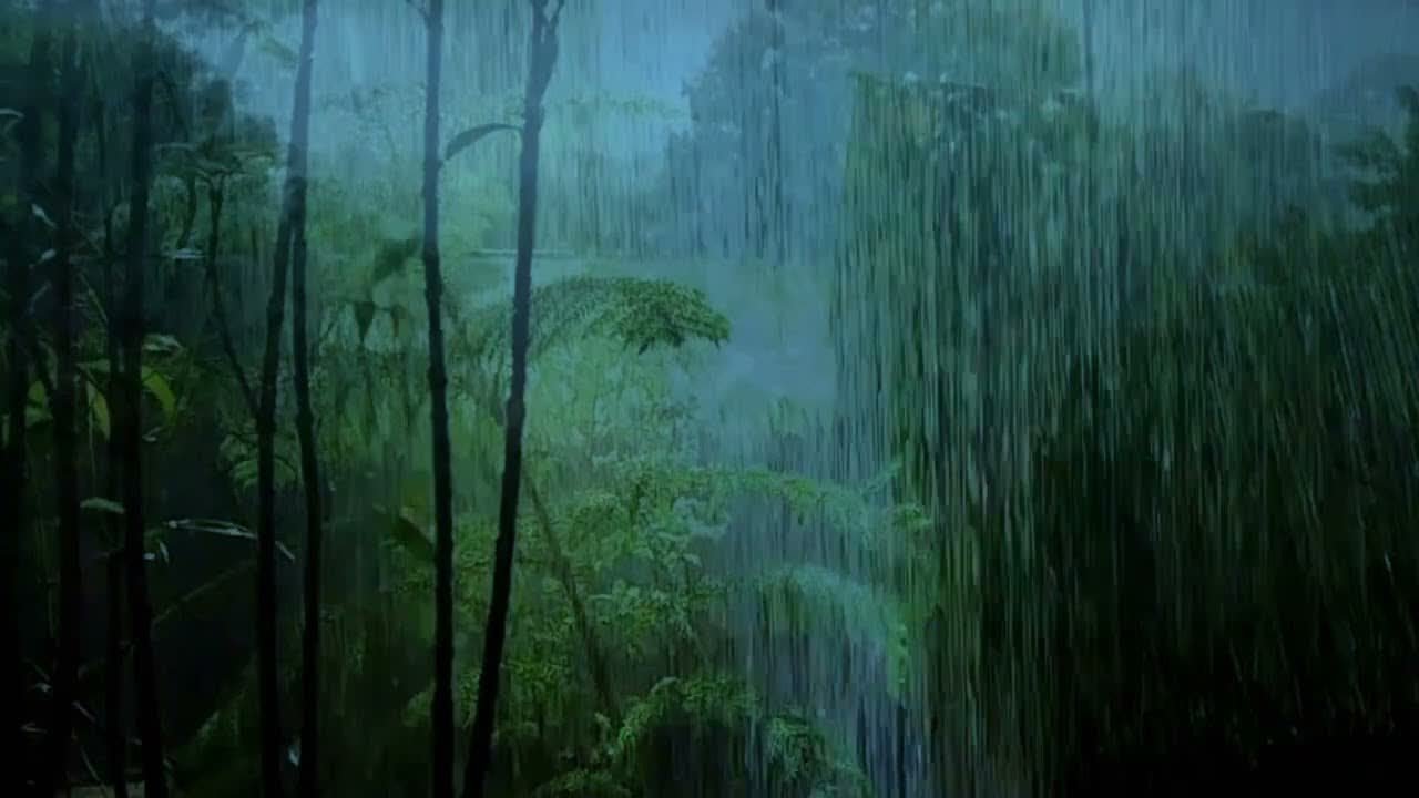"Secrets of the Tropical Rainforest: The Sounds of Heavy Rain and Heavy ...