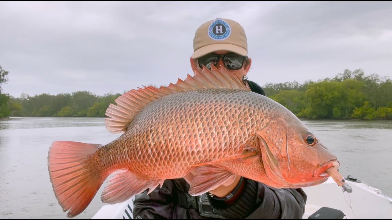 Holt Productions Swim Prawn Mangrove Jack! Maroochy River Lure fishing ...