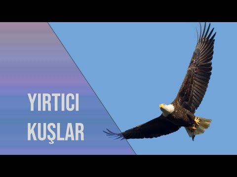 Öldürmeye Programlananlar (Yırtıcı Kuşlar)
