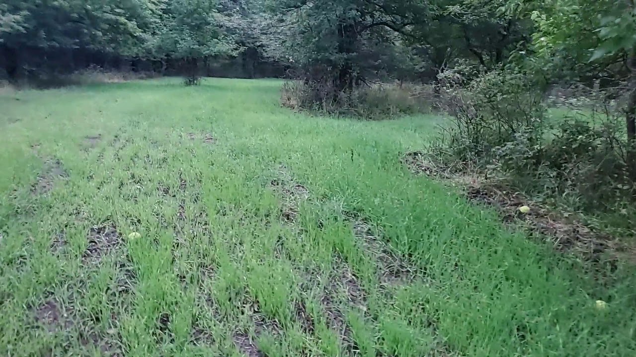 Cereal Rye and Oats Planted for Winter forage in wooded fingers - YouTube