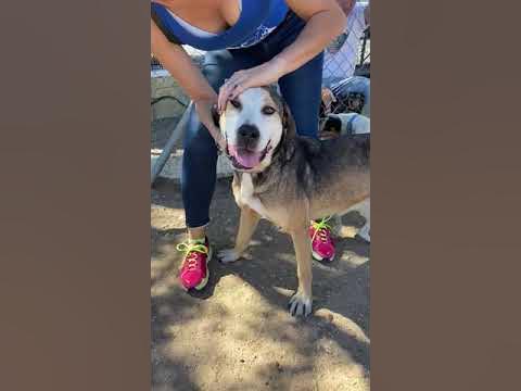 Stichting Hobodogs: Tao, oktober 2023 - YouTube